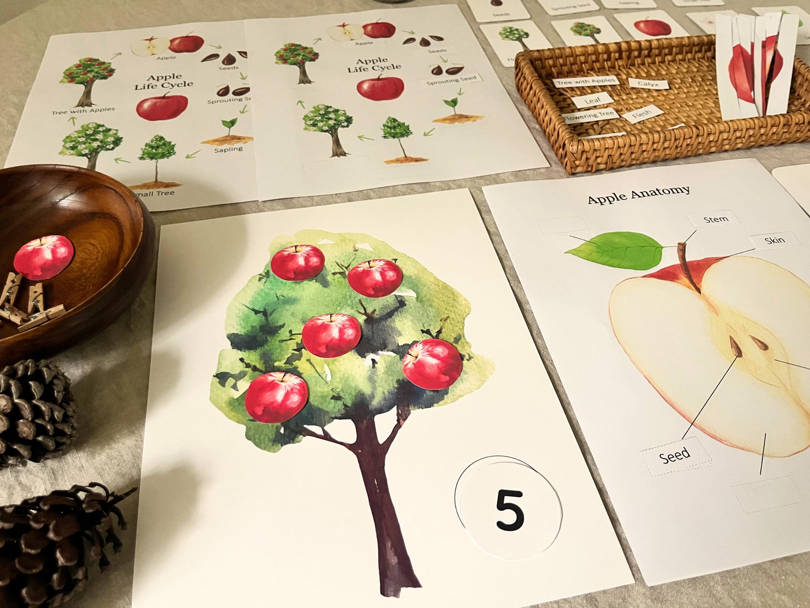 Apple Unit Study Homeschool Printable, Apple Life Cycle Worksheets ...