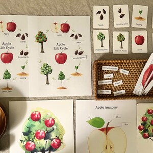 Apple Unit Study Homeschool Printable, Apple Life Cycle Worksheets ...