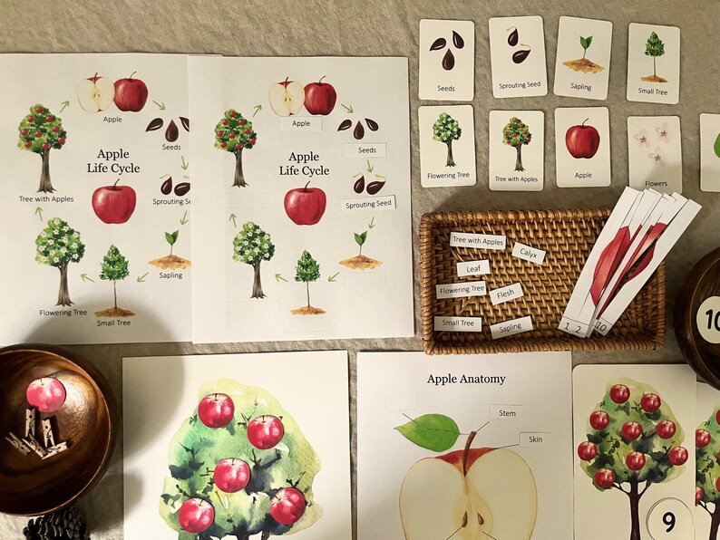 Apple Unit Study Homeschool Printable, Apple Life Cycle Worksheets ...