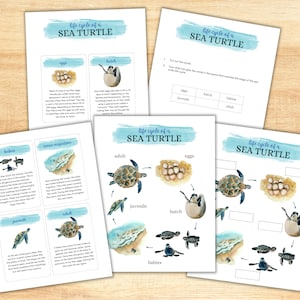 Ocean Animals Unit Study: Sea Creature Activity Pack (PDF) - Etsy