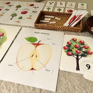 Apple Unit Study Homeschool Printable, Apple Life Cycle Worksheets ...