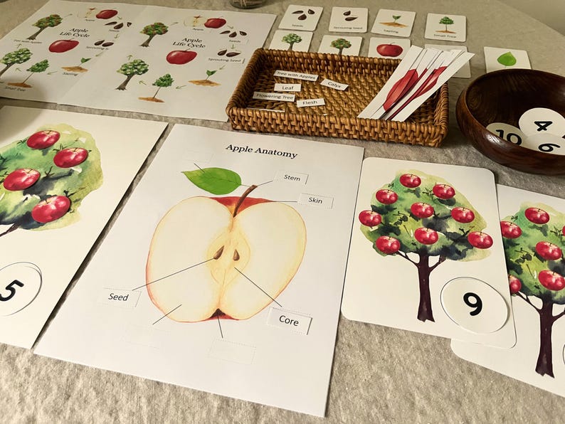 Apple Unit Study Homeschool Printable, Apple Life Cycle Worksheets ...