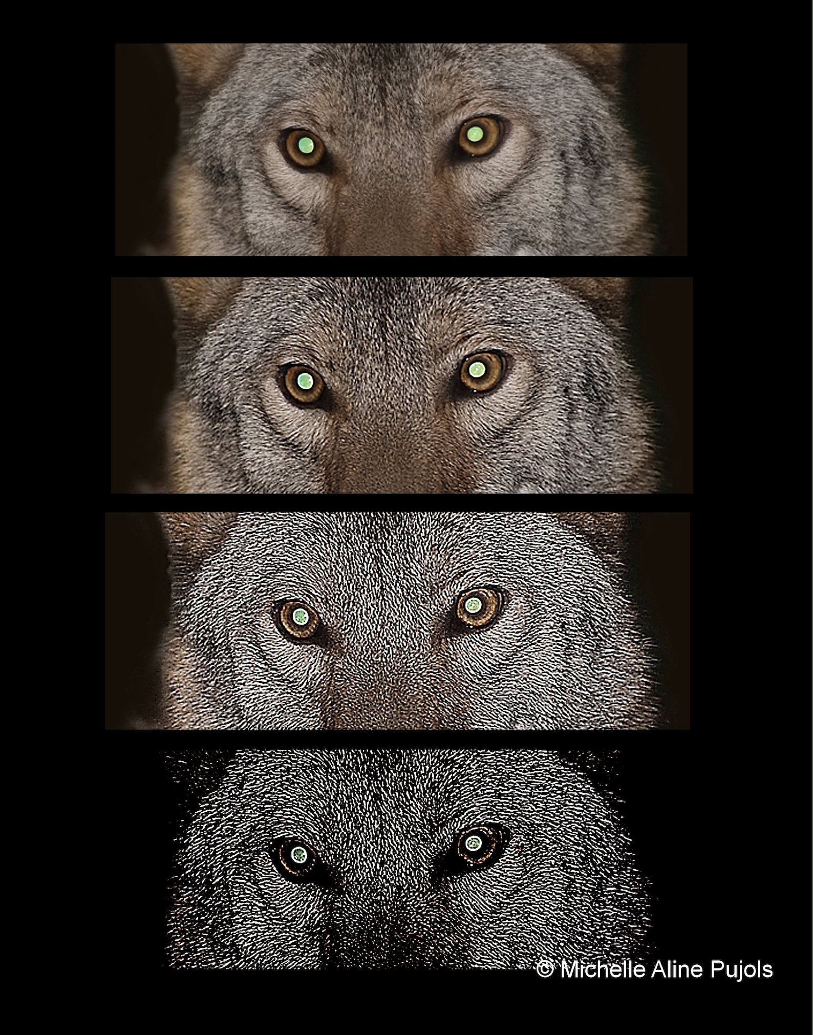 Werewolf Transformation – Animal Eyes Transforming From Real to Scary ...