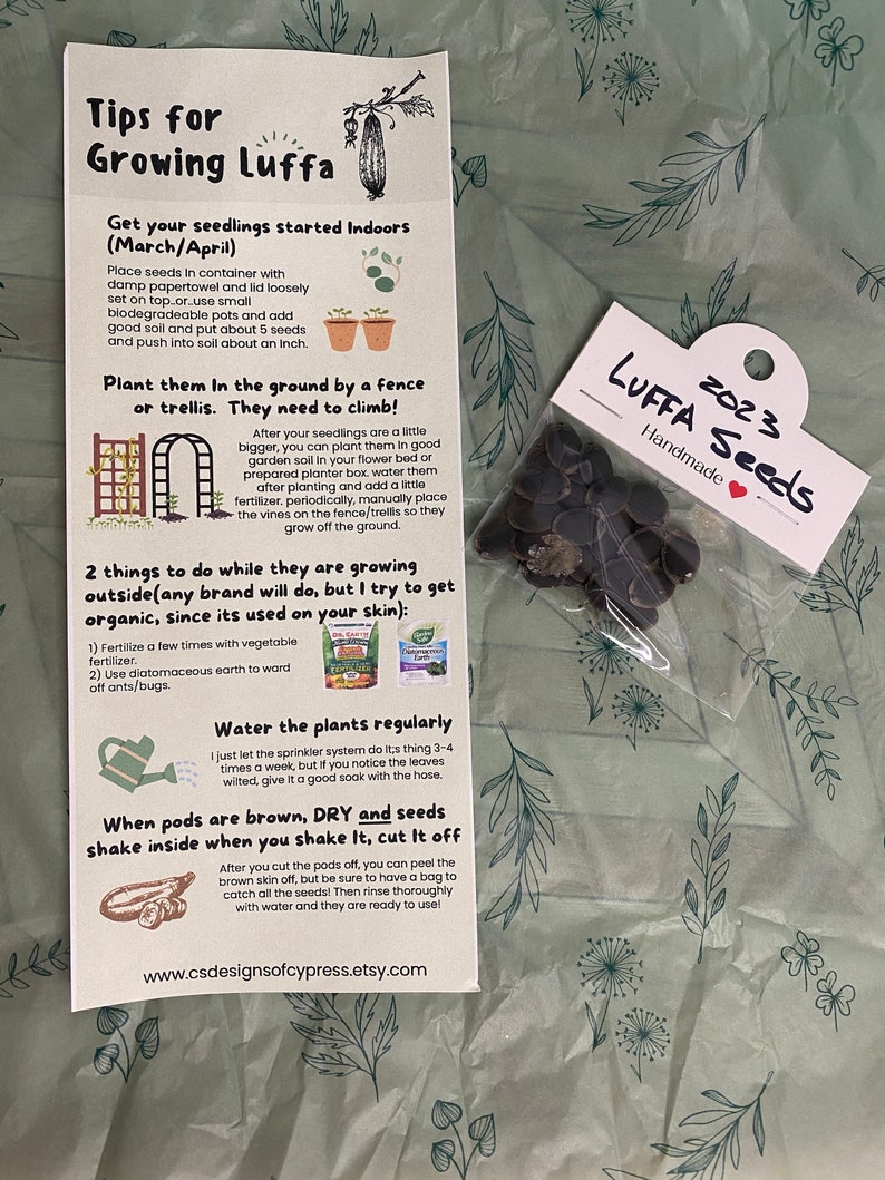 Luffa Seeds! Approximately 50 Seeds, Small Luffa and Instruction Sheet ...