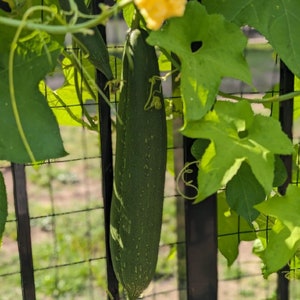 Luffa Seeds! Approximately 50 Seeds, Small Luffa and Instruction Sheet ...