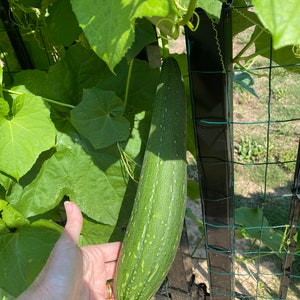 Luffa Seeds! Approximately 50 Seeds, Small Luffa and Instruction Sheet ...
