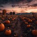 Fall Pumpkin Image Pack - Etsy
