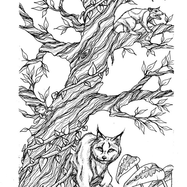 Hand Drawn Bobcat - Etsy