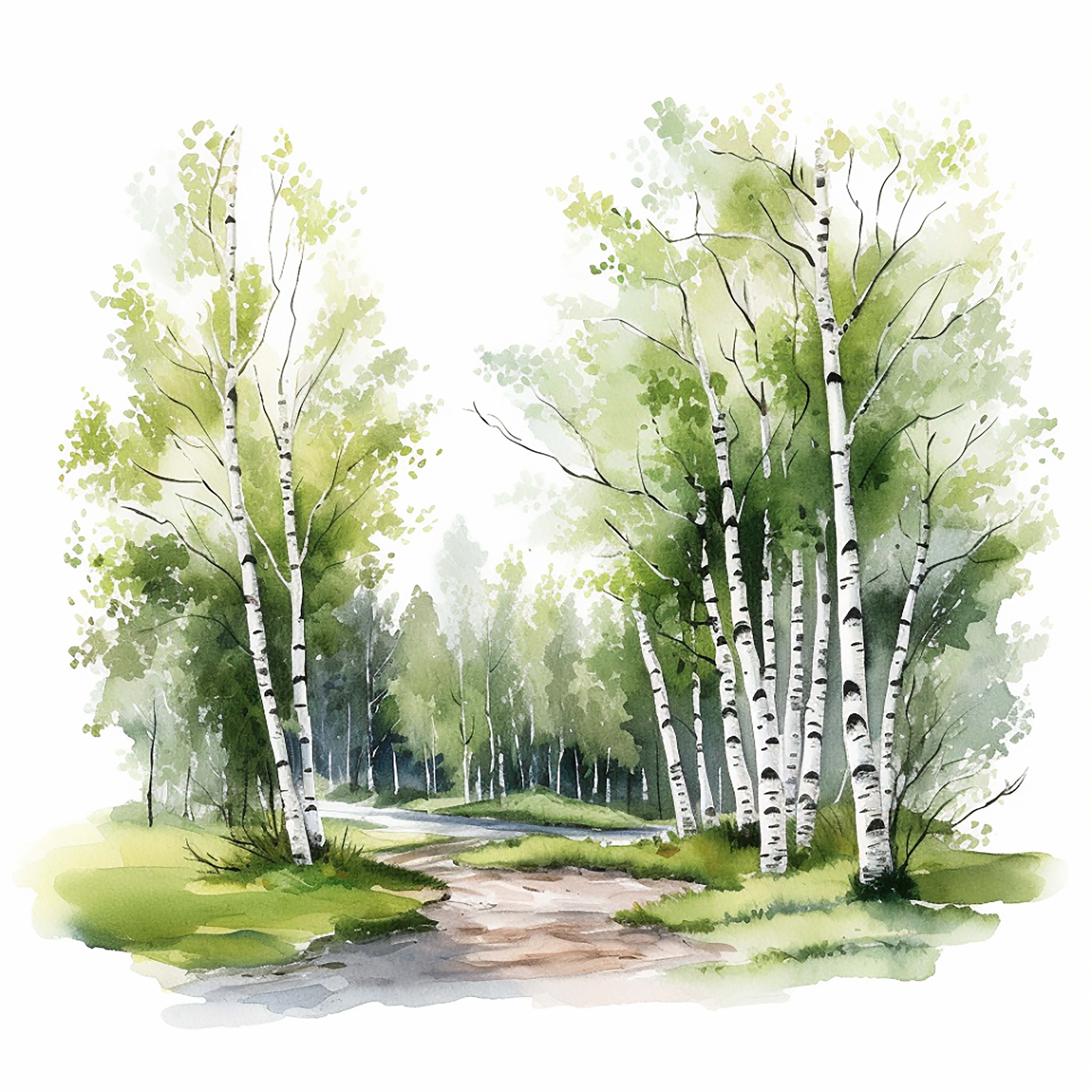 Spring Birch Trees Clipart High Quality PNG Spring Graphics - Etsy