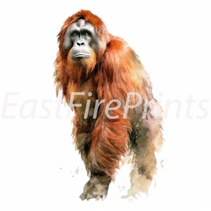 20 Watercolor Orangutan Clip Art Bundle | Primate Illustrations ...