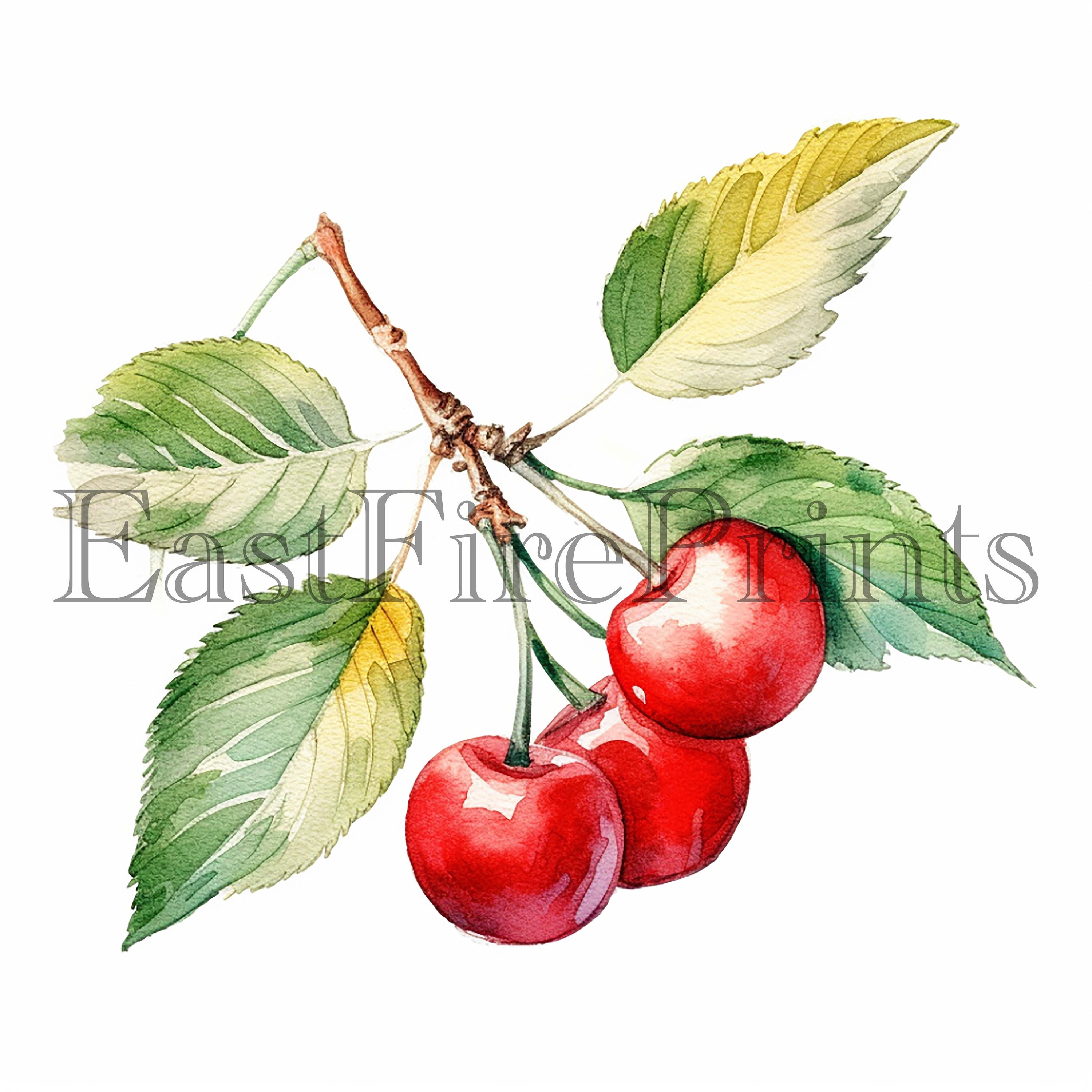 20 Watercolor Cherry Clipart Red Cherries Clipart Digital - Etsy