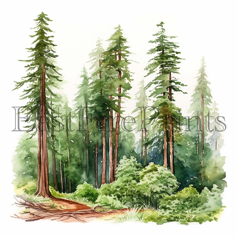 Watercolor Redwood Tree Clipart PNG Forest California Redwood - Etsy