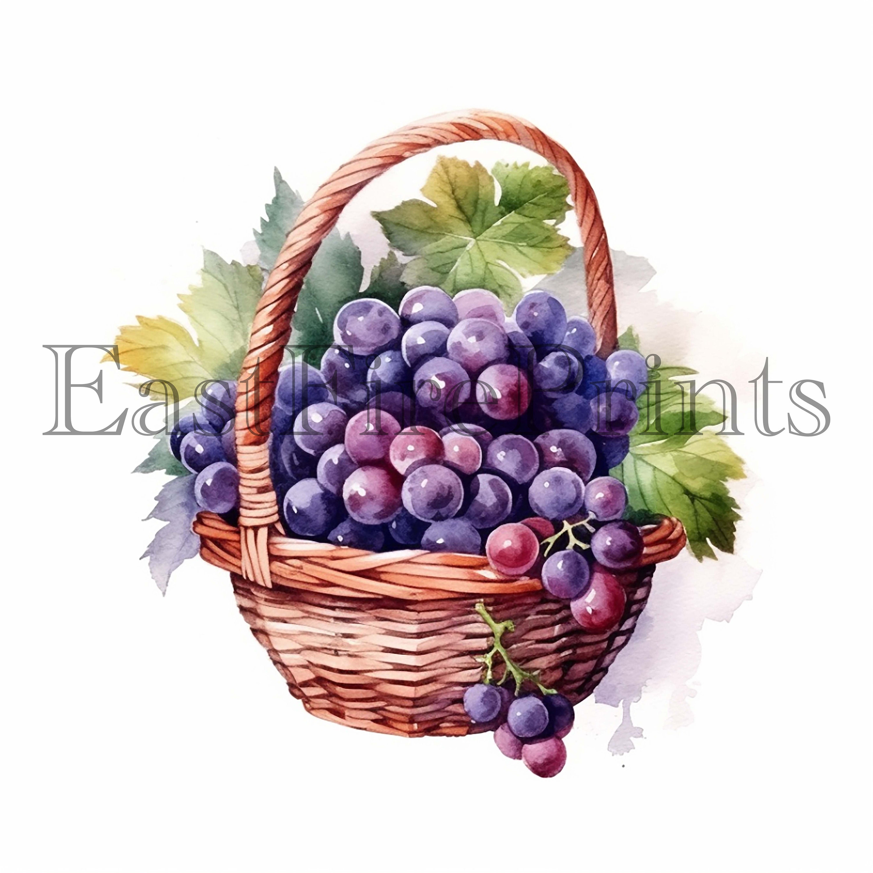 20 PNG Watercolor Grapes Clipart Fruit Clipart Summer - Etsy