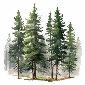 Watercolor Pine Forest Clipart, Pine Tree Clipart, Woodland Tree ...