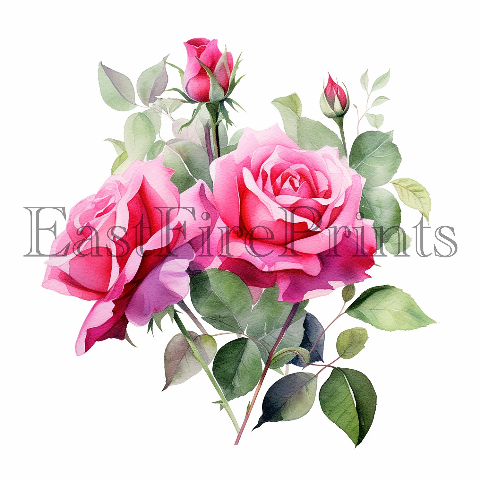Watercolor Hot Pink Roses Clipart PNG Floral Clip Art Bright - Etsy