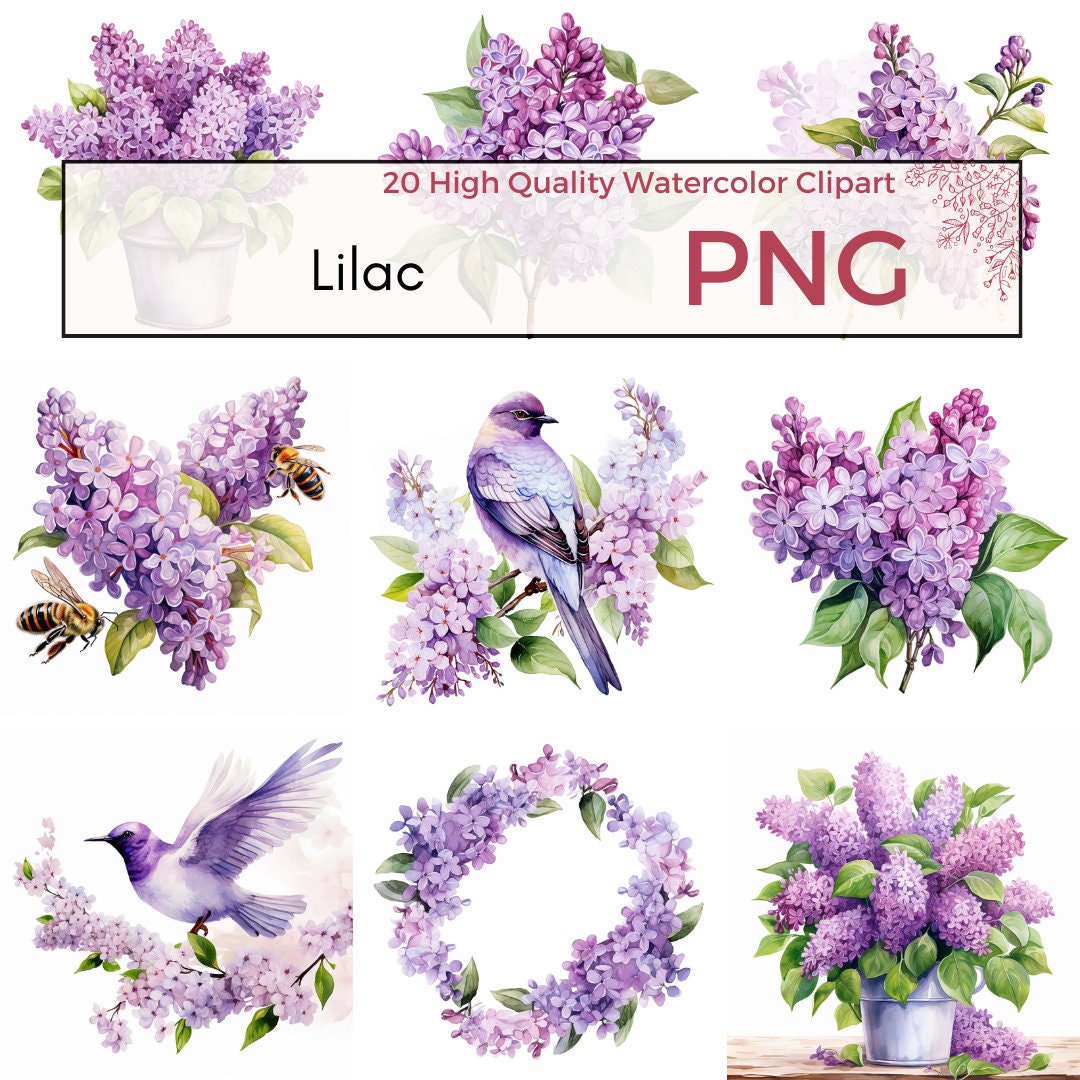 Lilac Clipart, High Quality PNG, Cute Floral Clipart, Flower PNG ...