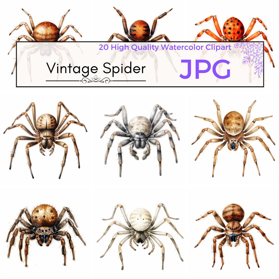 Watercolor Vintage Spider Clipart, Antique Spider Illustrations Digital ...