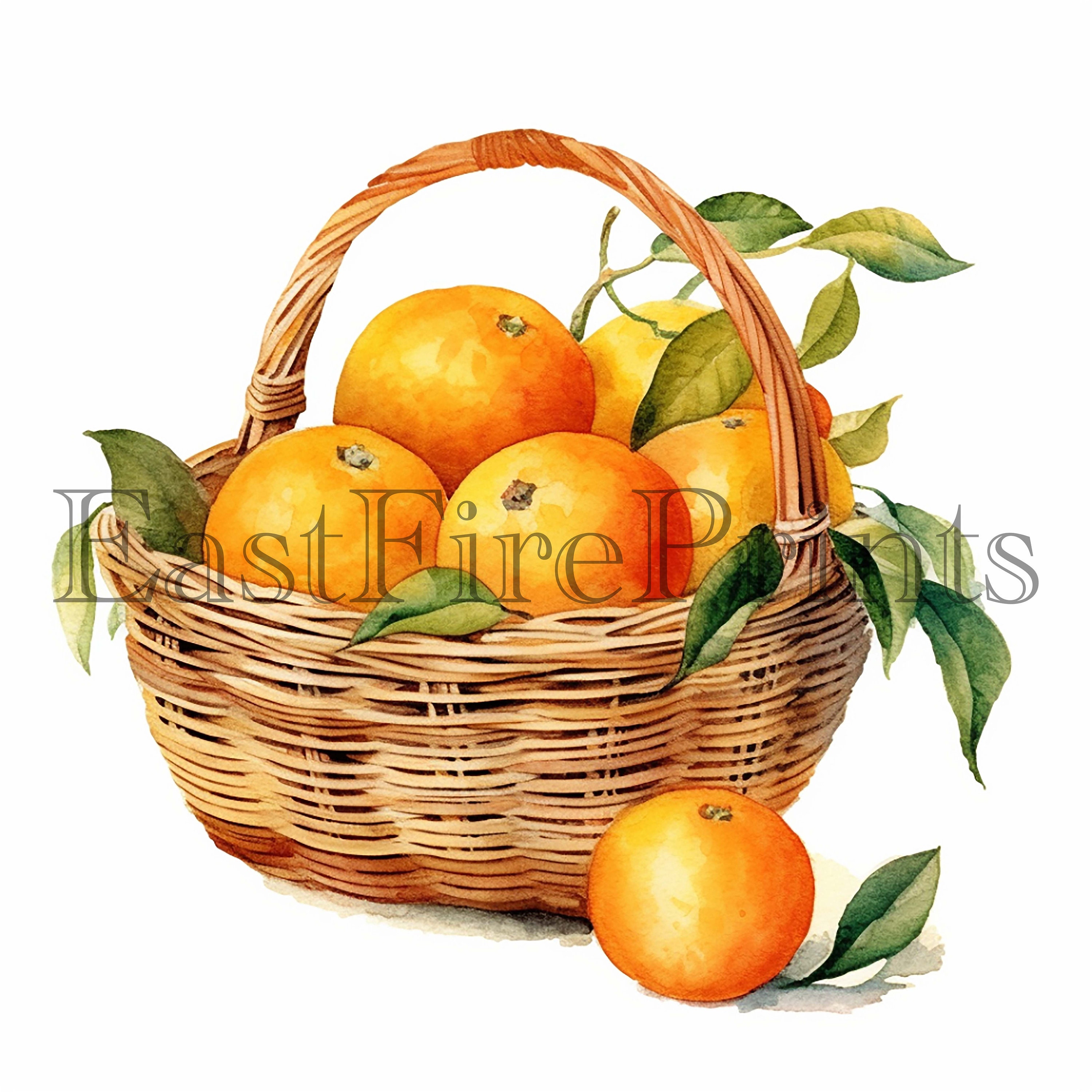 20 Watercolor Orange Clipart Pack PNG Citrus Tree Basket - Etsy