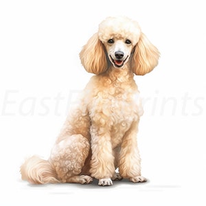 Set of 10 - Poodle Clipart, Dog Illustrations, Card Making, Dog Clipart ...