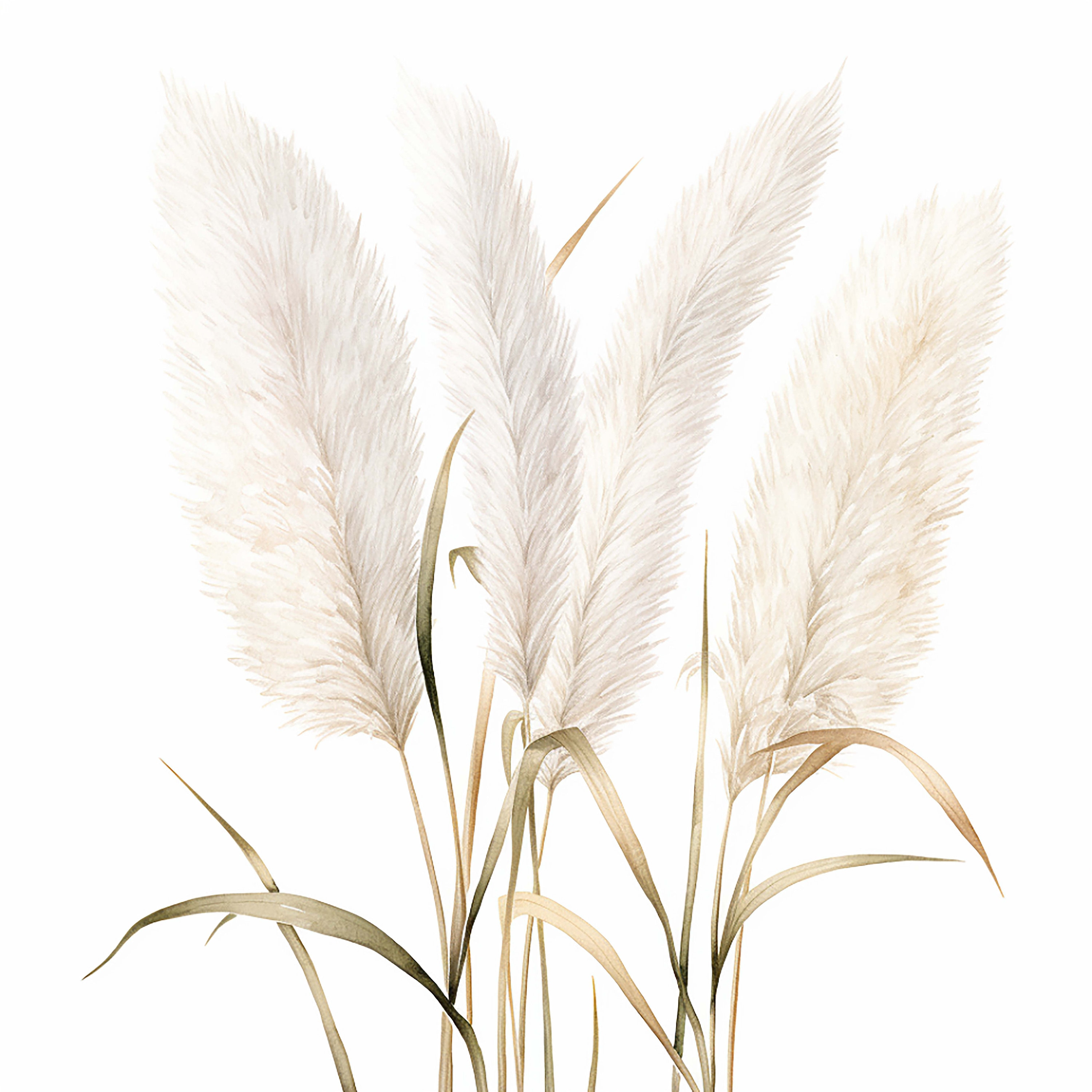 Watercolor Pampas Grass Clipart Watercolor Boho Clipart Grass - Etsy