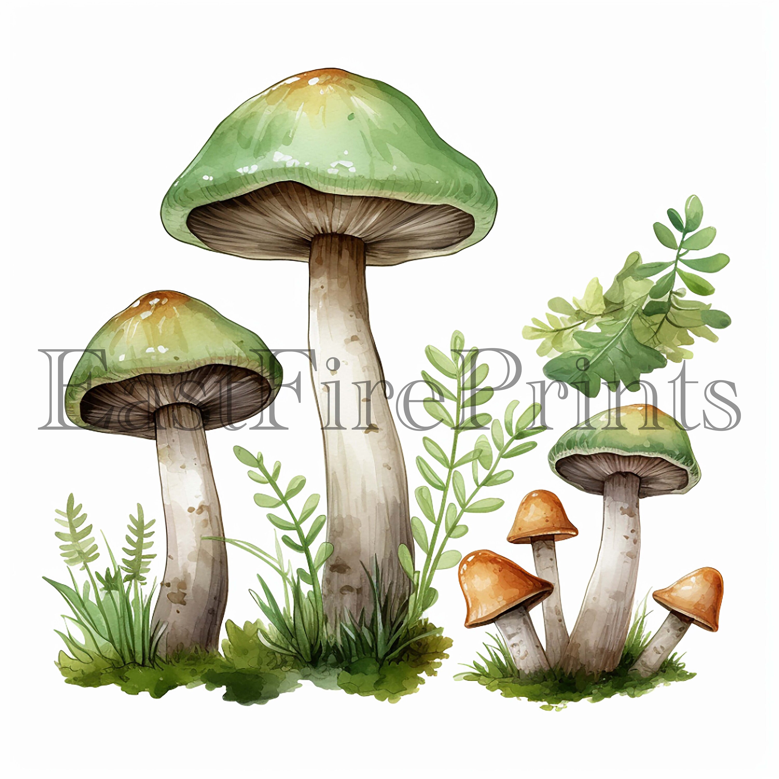 19 Watercolor Mushroom Clipart PNG Cute Forest Nature - Etsy