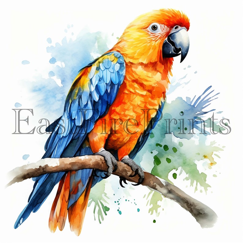 Watercolor Parrot Clipart PNG Tropical Birds Clip Art With - Etsy