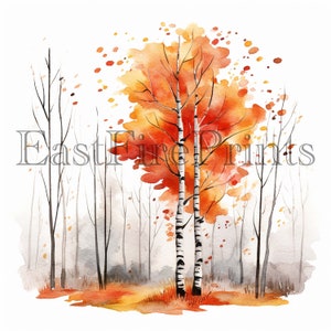 Watercolor Fall Birch Trees Clipart PNG, Autumn Birch Tree Forest Clip ...