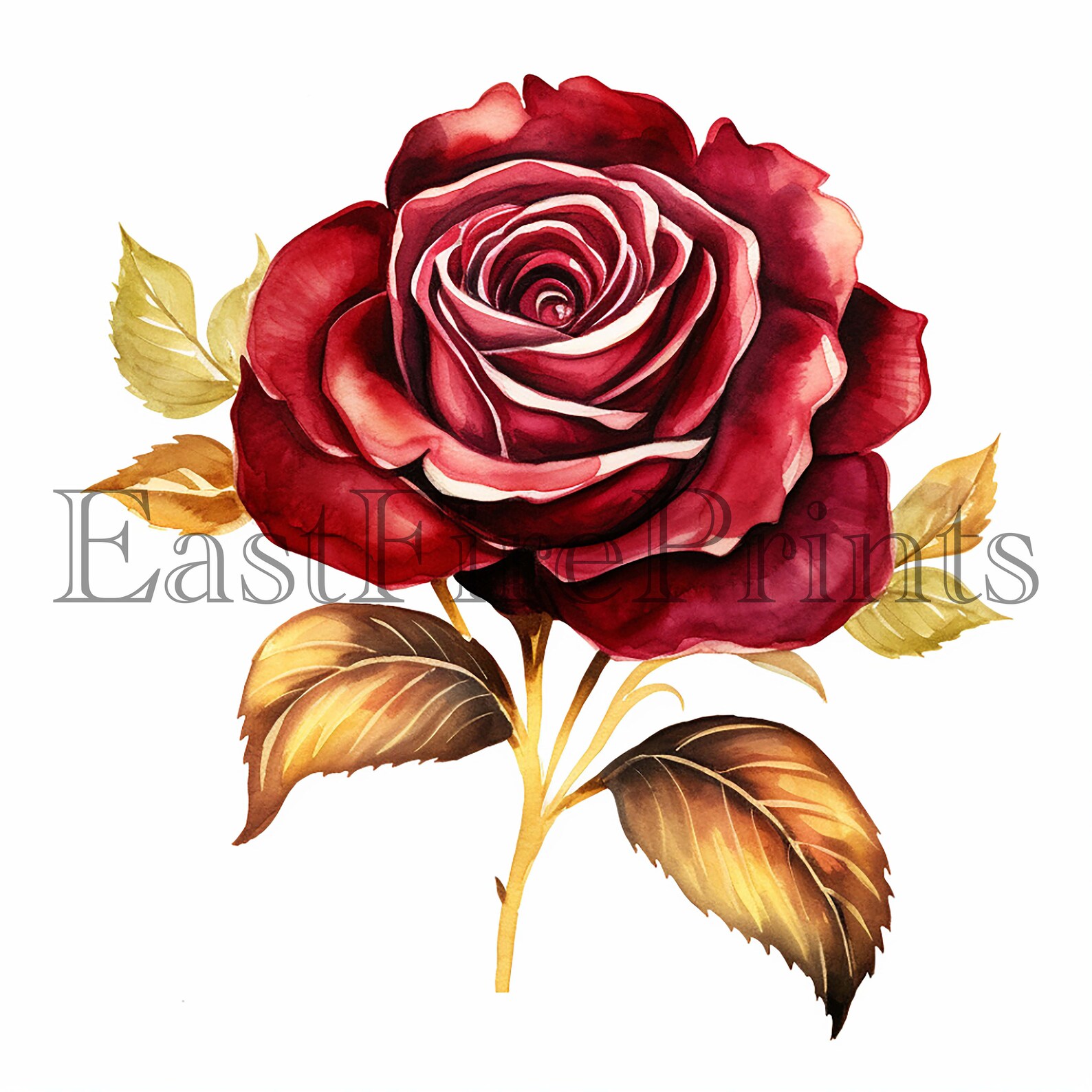 Maroon and Gold Rose Clipart Watercolor Clipart Floral - Etsy