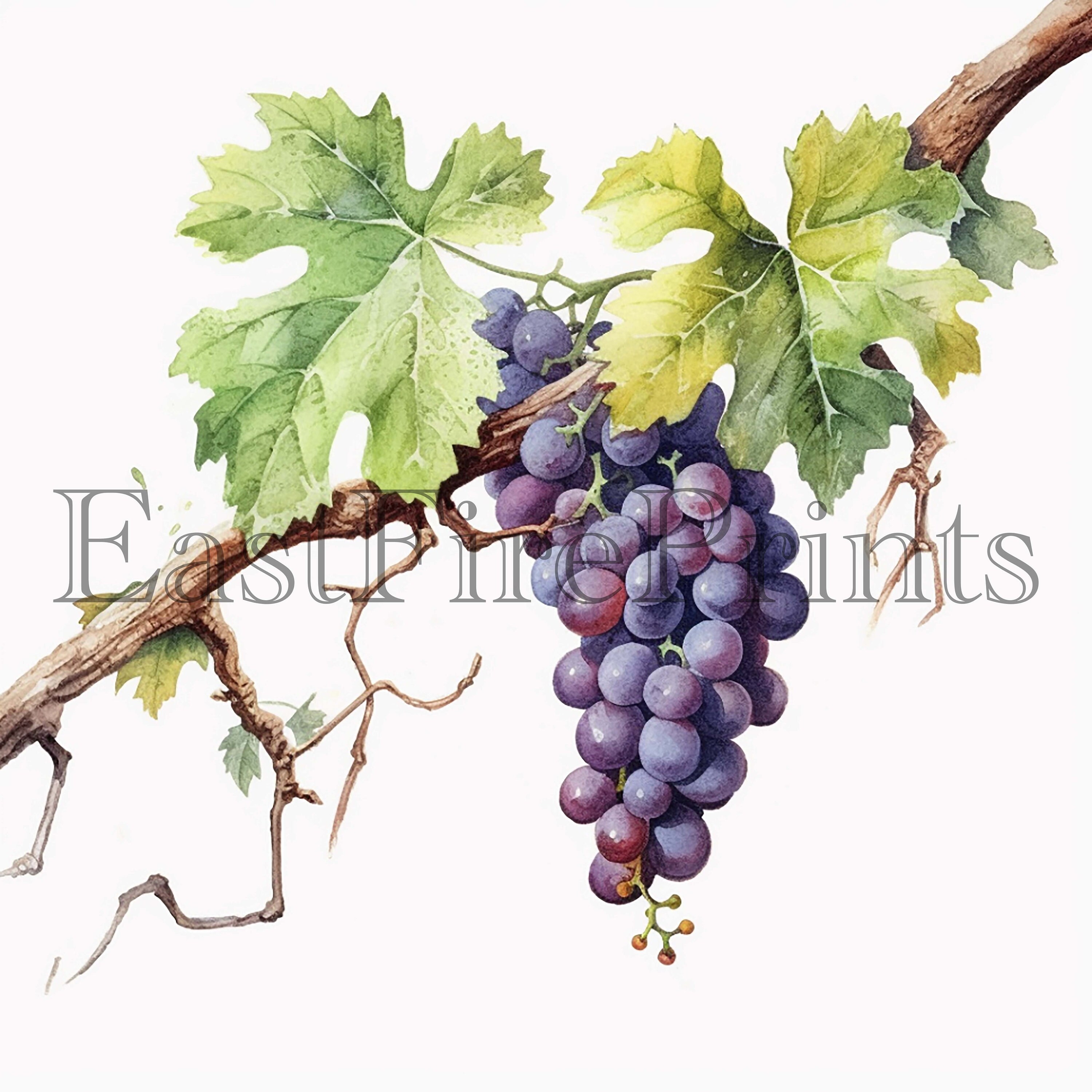20 PNG Watercolor Grapes Clipart Fruit Clipart Summer - Etsy