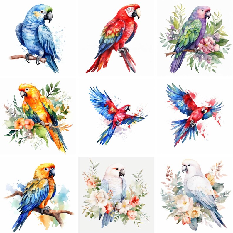 Watercolor Parrot Clipart PNG Tropical Birds Clip Art With - Etsy