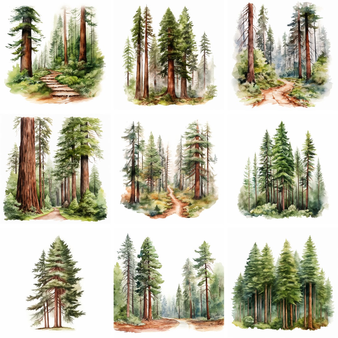 Watercolor Redwood Tree Clipart PNG, Forest California Redwood Tree ...