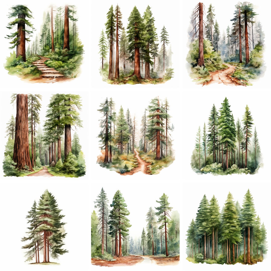 Redwood Trees Clip Art