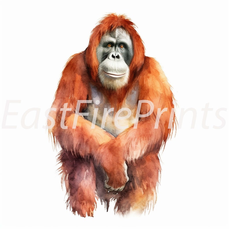 20 Watercolor Orangutan Clip Art Bundle Primate - Etsy