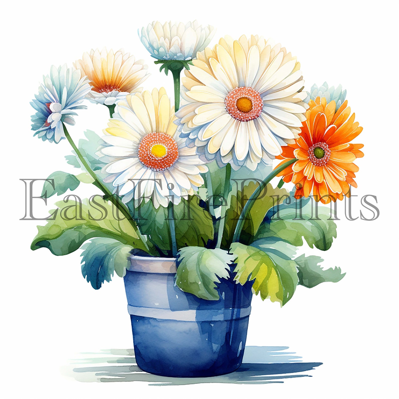 Watercolor Gerbera Clipart PNG Floral Spring Clip Art - Etsy