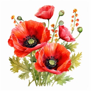 Poppy Clipart, High Quality PNG, Floral PNG, Poppy Flower Clipart ...