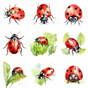 Ladybug Clipart, High Quality PNG, Insect Art, Lady Bug Graphics, Bug ...