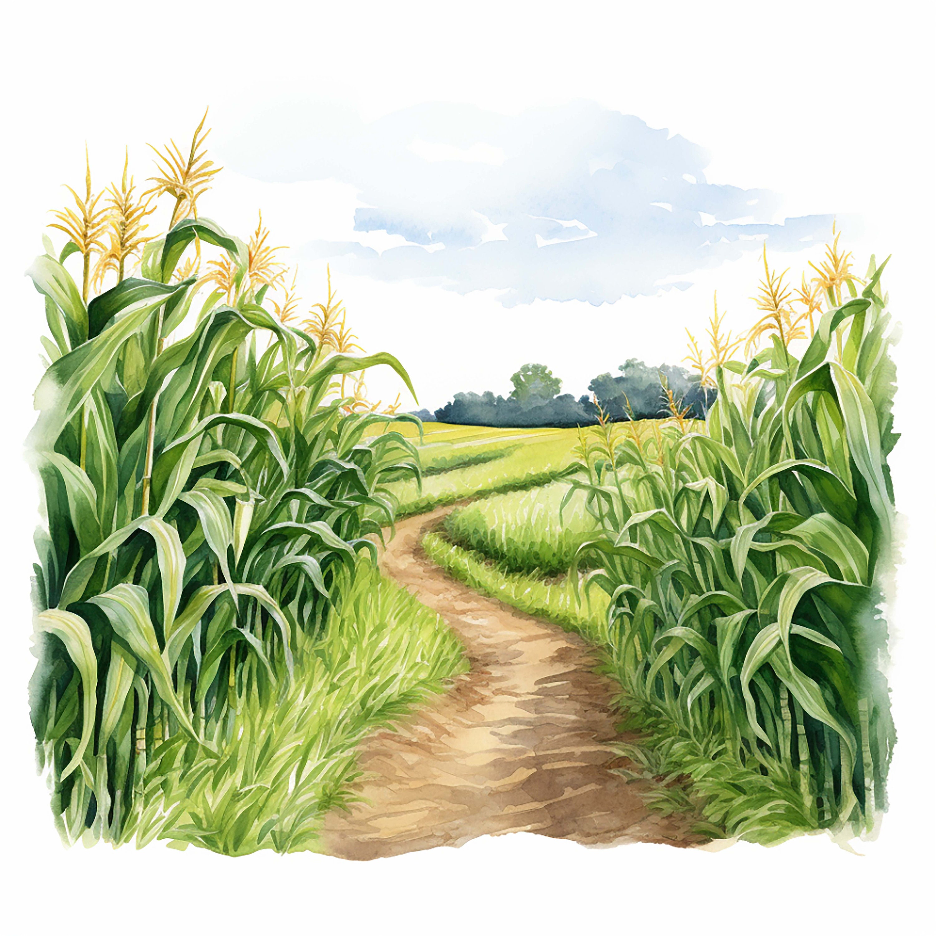 Watercolor Corn Clipart Autumn Clipart Fall Sublimation Corn - Etsy