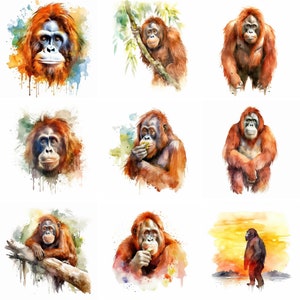 20 Watercolor Orangutan Clip Art Bundle | Primate Illustrations ...