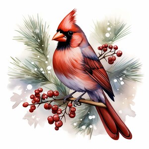 Christmas Red Cardinal Clipart, High Quality PNG, Digital Download ...