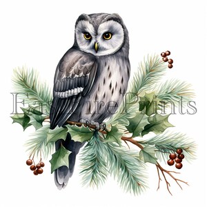 Watercolor Cute Winter Owls Clipart PNG, Christmas and Winter Clip Art ...