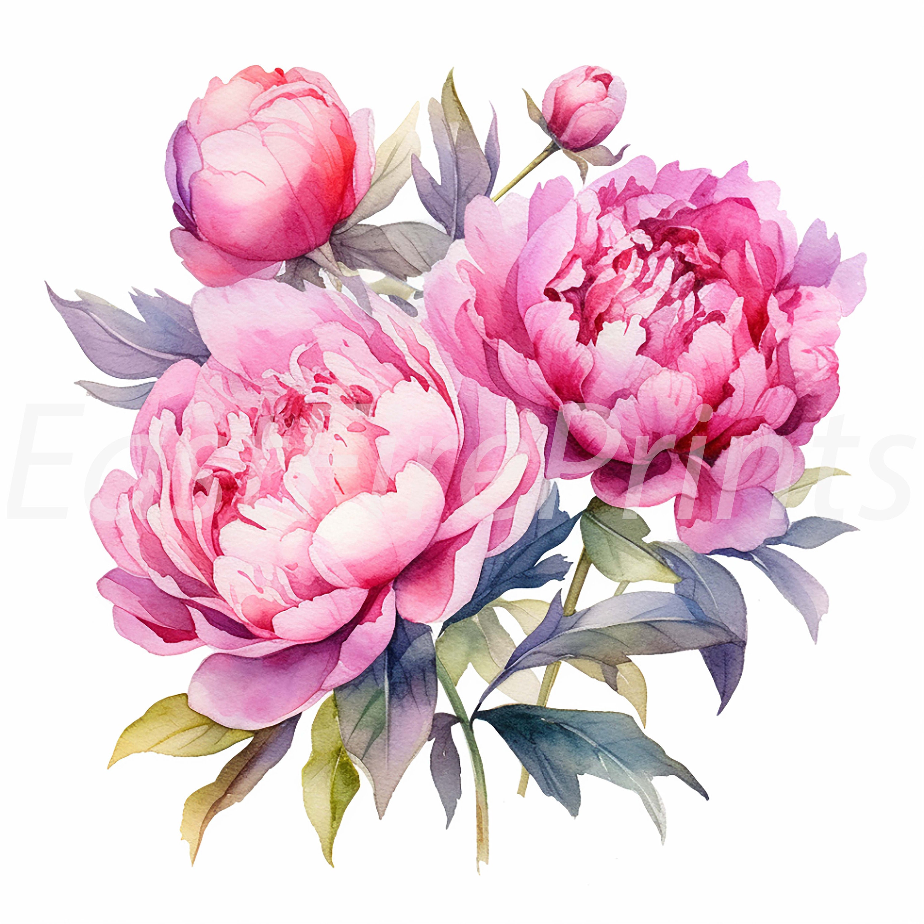 20 Watercolor Peony Bouquet Clipart Bundle Floral - Etsy