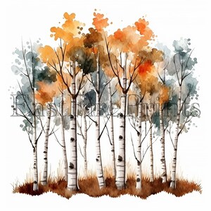 Watercolor Fall Birch Trees Clipart PNG, Autumn Birch Tree Forest Clip ...