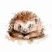 20 Watercolor Hedgehog Clipart Bundle | Hedgehog Wall Art, Hedgehog ...
