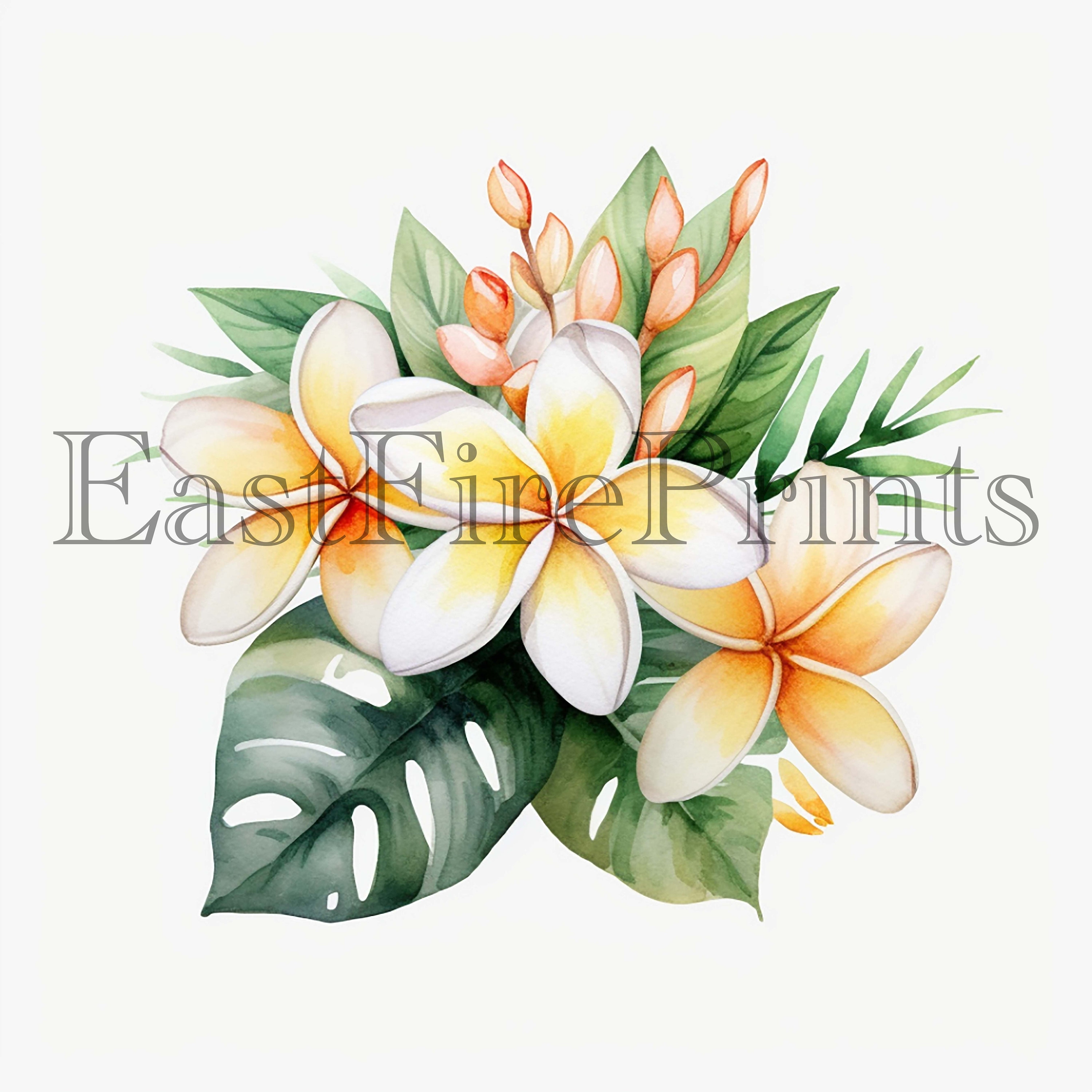20 Watercolor Plumeria Clipart Botanical Prints Floral - Etsy