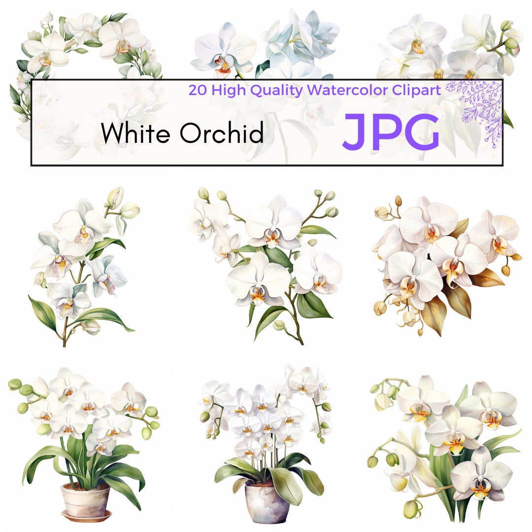Watercolor White Orchid Clipart, High Quality JPG, Floral Clipart ...