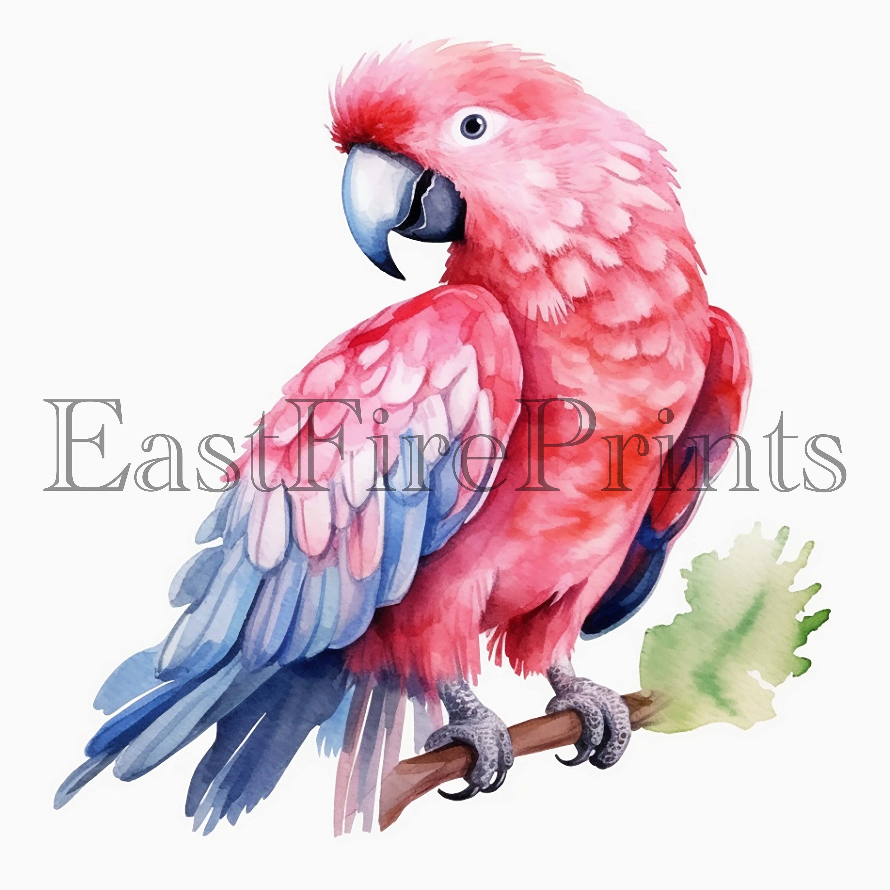Watercolor Parrot Clipart PNG Tropical Birds Clip Art With - Etsy