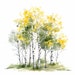 Spring Birch Trees Clipart High Quality PNG Spring Graphics - Etsy