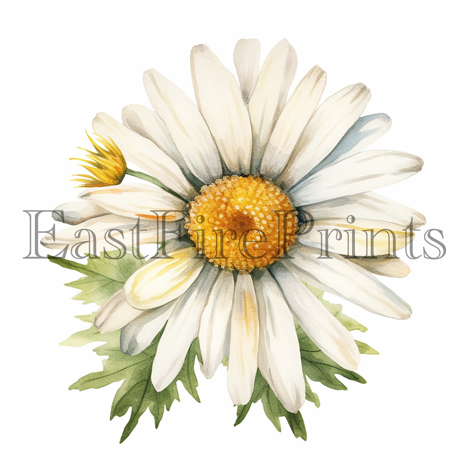 Watercolor Daisies Clipart PNG, Spring Floral Clip Art, Flowers and ...