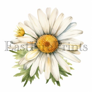 Watercolor Daisies Clipart PNG, Spring Floral Clip Art, Flowers and ...