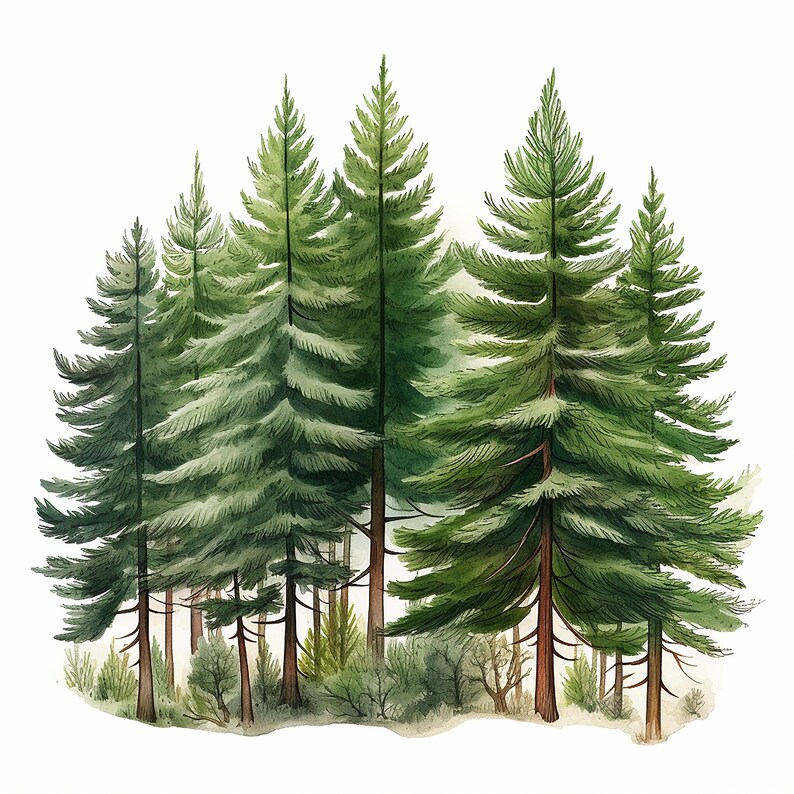 Pine Forest Clipart High Quality PNG Woodland Clipart - Etsy